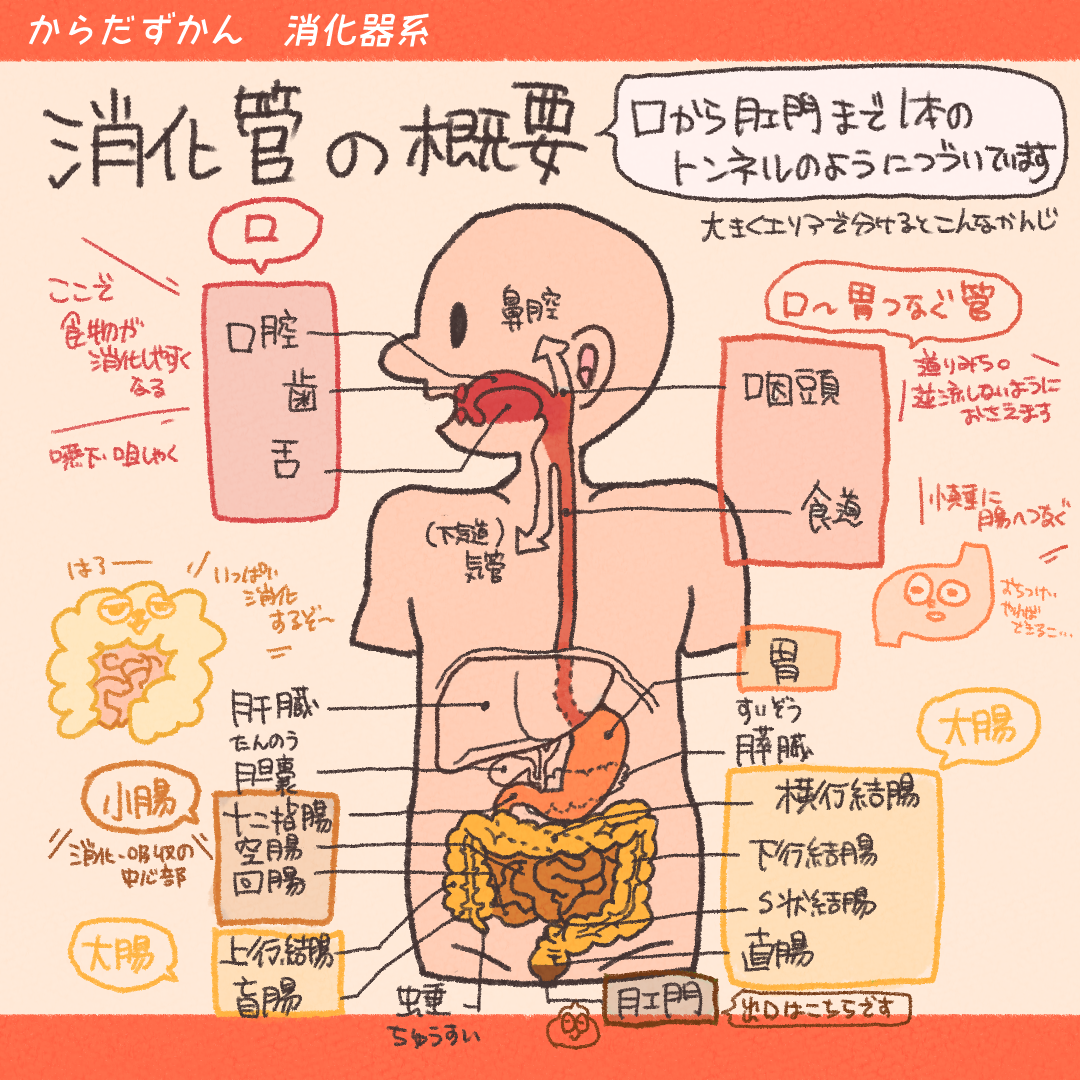 消化器系 解剖学的位置 からだずかん