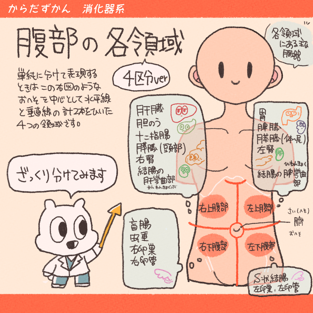 消化器系 解剖学的位置 からだずかん